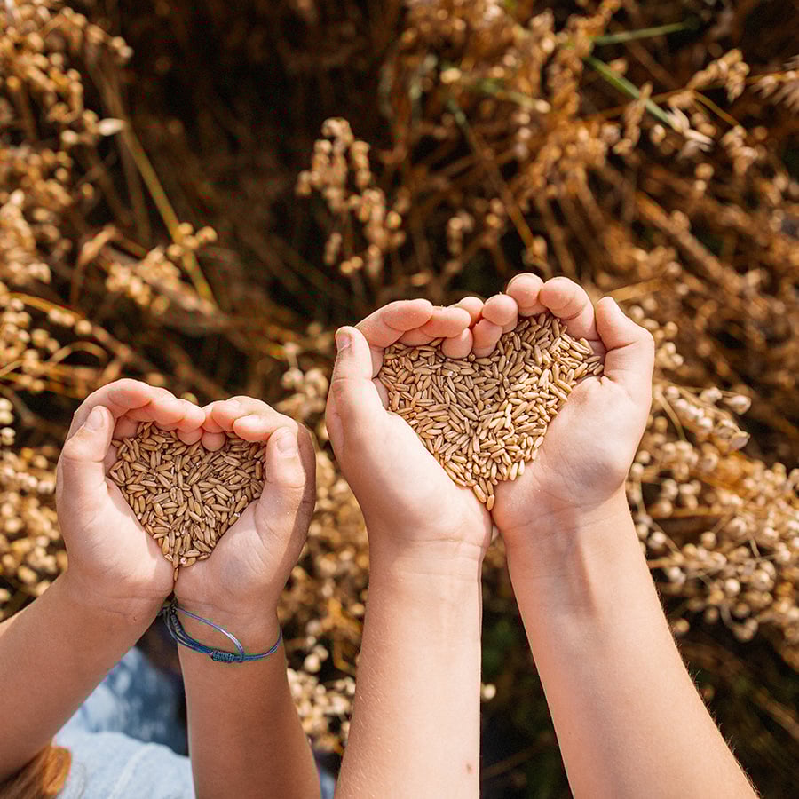 Oat of Finland: Discover the top-grade oats for your food products