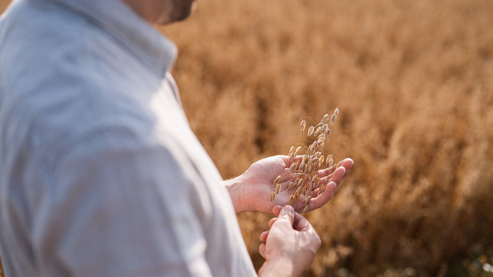 Quality Oats of Finland Come From Raisio’s Contract Farmers